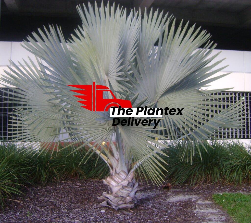 Ruffled Latan Palm | Exotic Indoor Plant for Homes