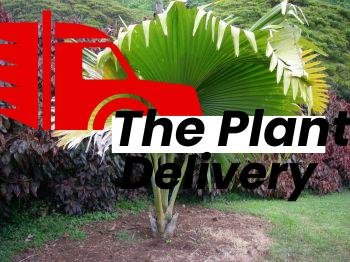 Lodoicea maldivica - Plant - The Plant Express