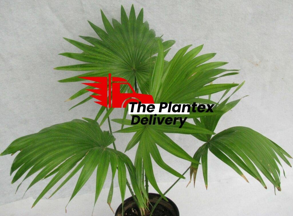 Table palm, Umbrella Palm - Plant - The Plant Express