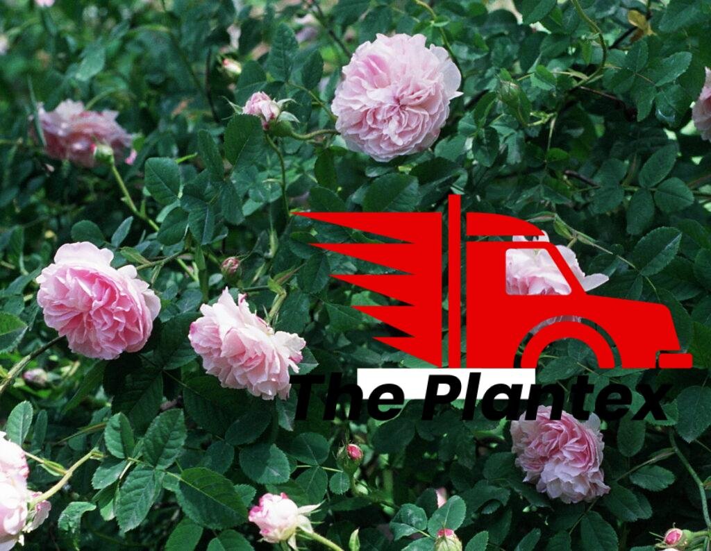 Buy Damascus Scented Roses | Fragrant Garden Flowers