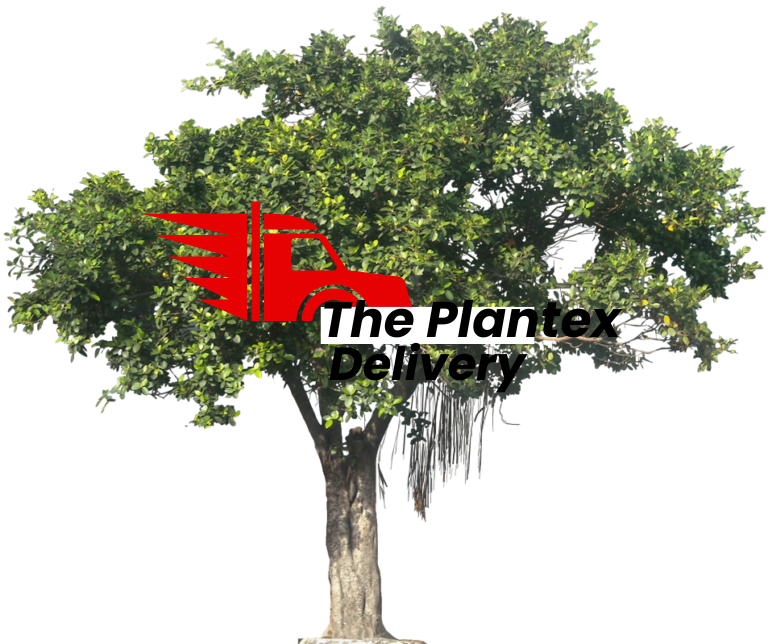 Buy Banyan Tree | Indian Heritage Plant
