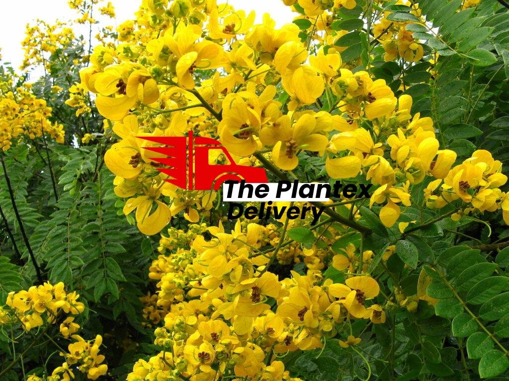Senna spectabilis - The Plant Express